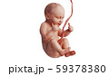 Embryo human fetus unborn, side view - Stock Illustration [59378372 ...