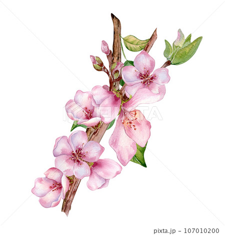 Peach Tree Flowers Drawing